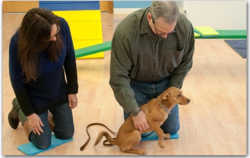 Dog Training | Schaumburg, IL | Dog Training Now