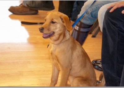 Dog Training | Schaumburg, IL | Dog Training Now