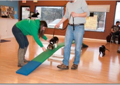 Dog Training | Schaumburg, IL | Dog Training Now