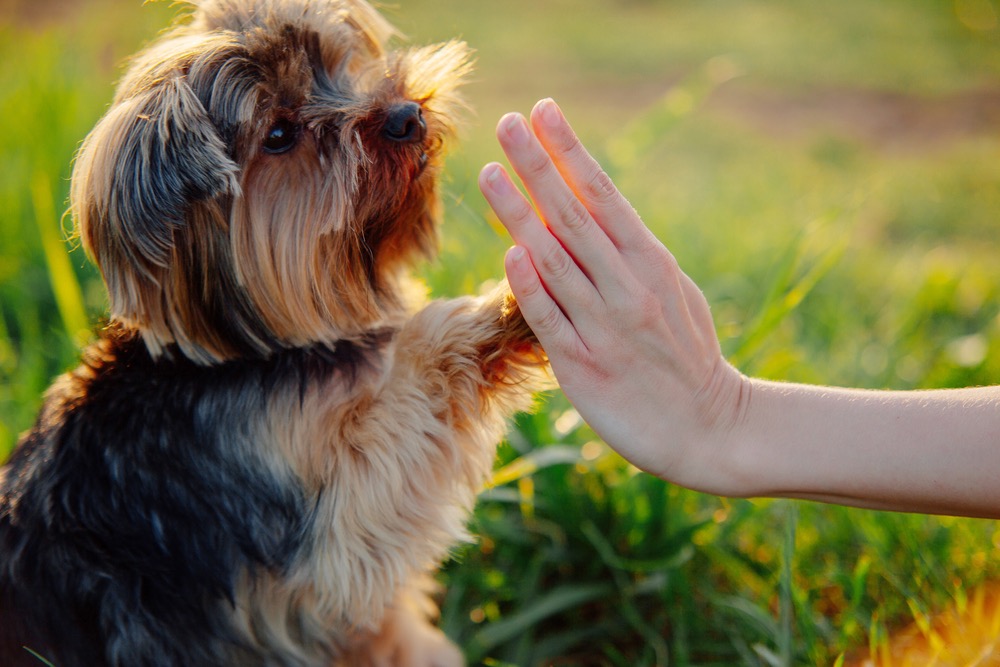 Can My Dog Be Trained Dog Training Now can-my-dog-be-trained-dog-training-now