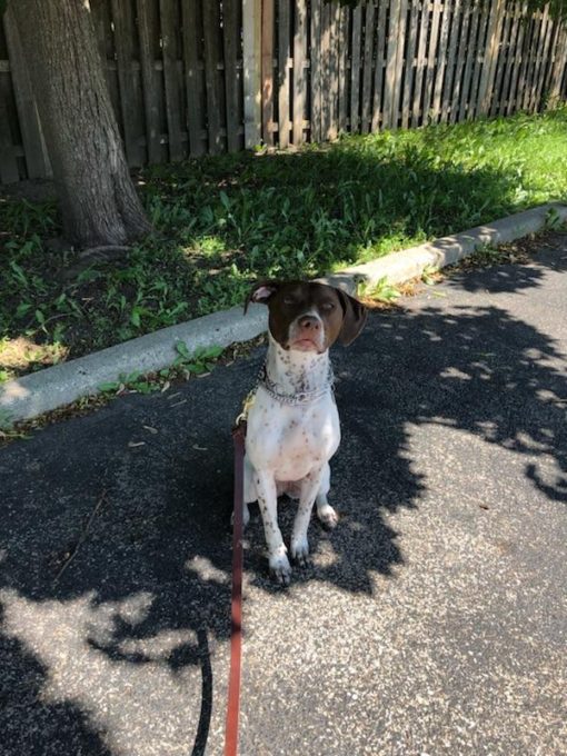 Client of the Month: Daphne | Dog Training Now