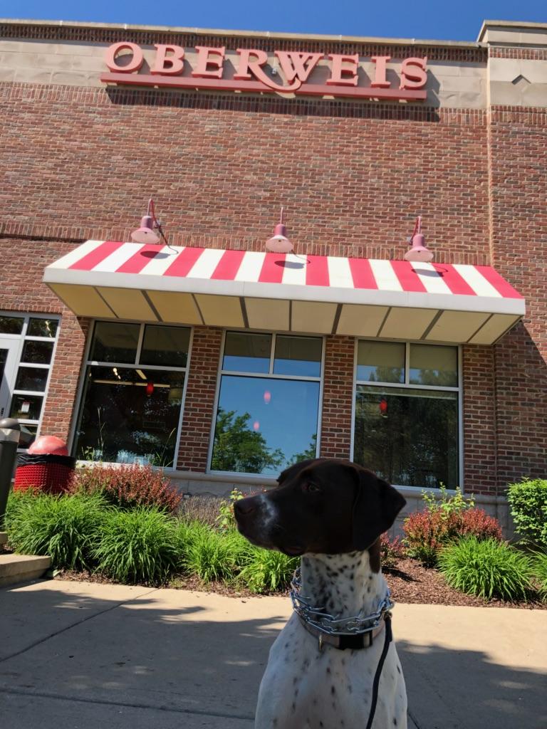 Client of the Month: Daphne | Dog Training Now